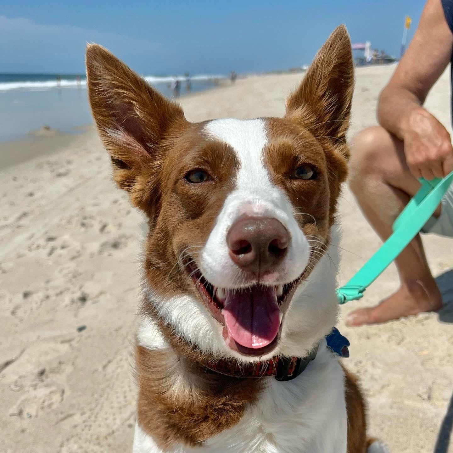 Small Changes Can Make An Impact - featuring Ruby – PoopShark