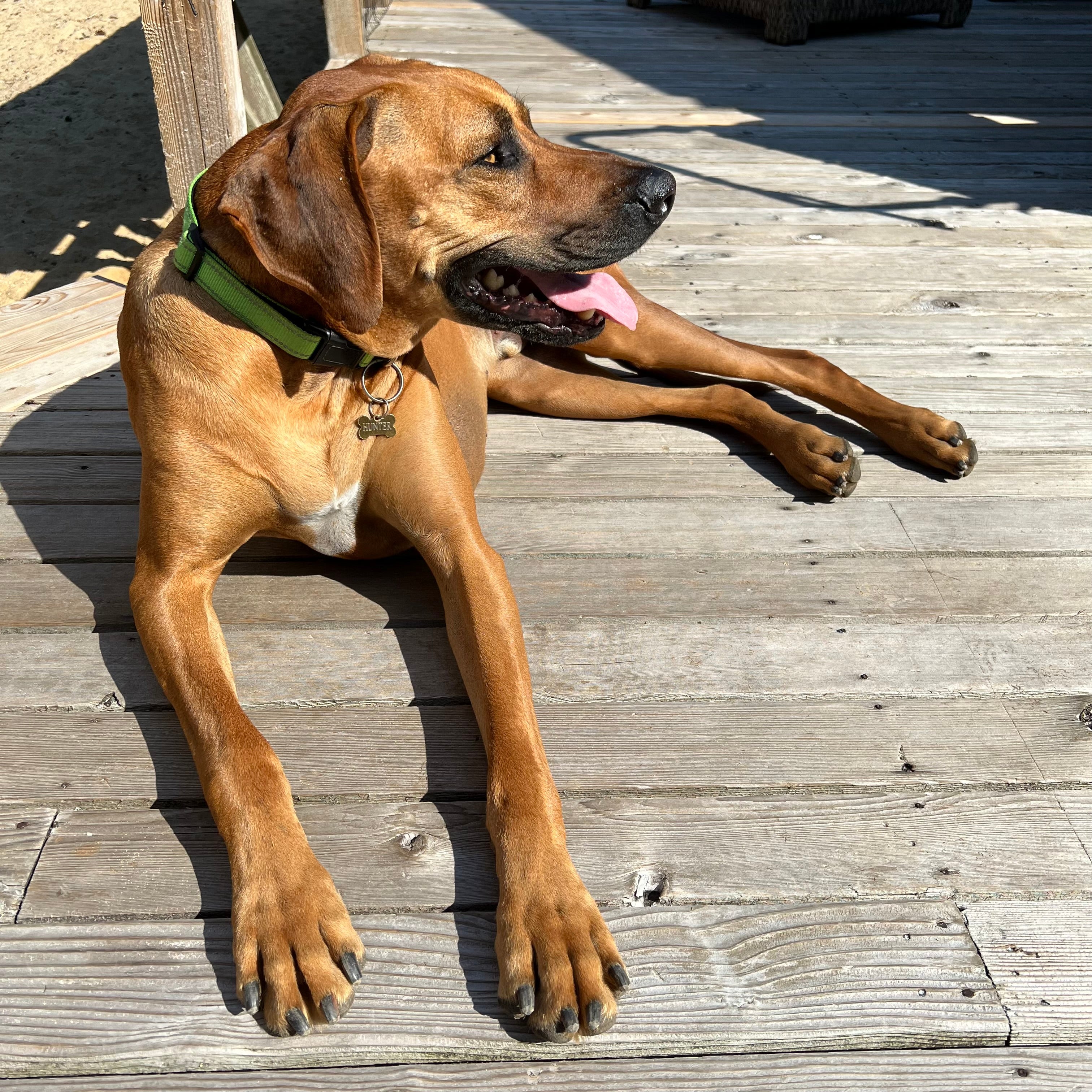 Small Changes Can Make An Impact - featuring Hunter – PoopShark